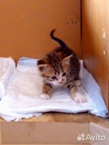 Котята от необычной кошки (хемингуэй)