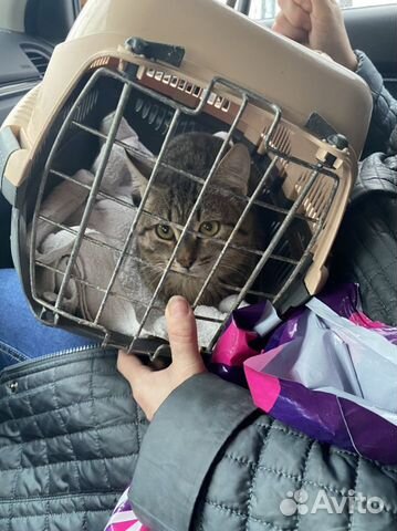 Котик бездомыш