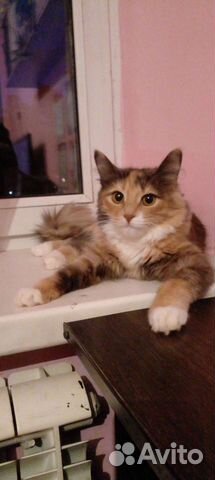 Кошка