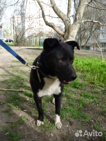 Ищет дом замечательный пес Мишка