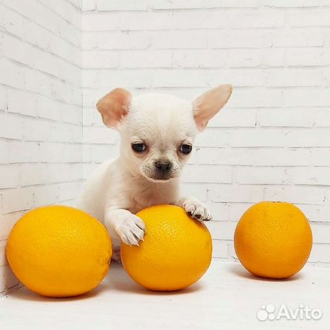 Чихуахуа мини мальчик щенки