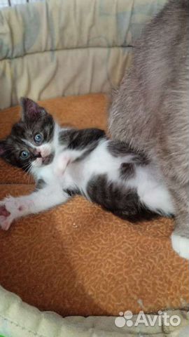 Котята в добрые руки в добрые руки
