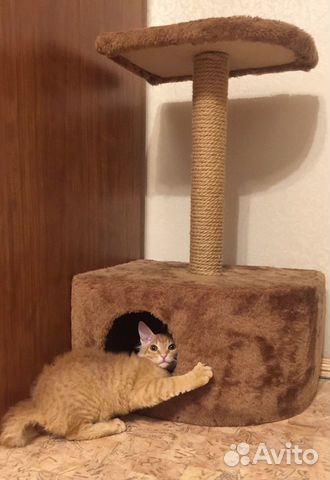 Котёнок(мальчик)