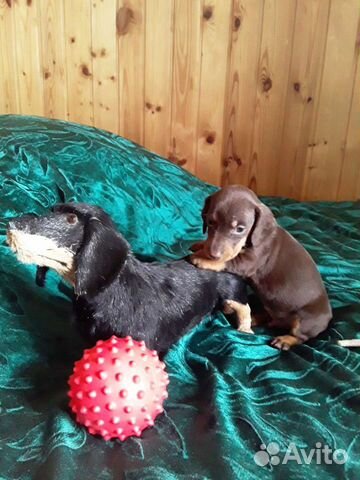 Такса г/ш мини/ кроличья