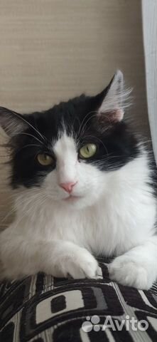 Кот, котик в добрые руки