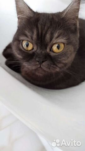 Кошка в дар шотландка