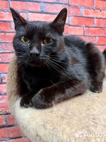 Котик Чарли 1 год