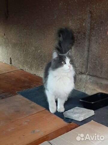 Шикарный пушистик