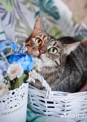 Шпротинка ищет дом