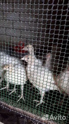 Индюшата подрощенные белая широкогрудая "Виктория"