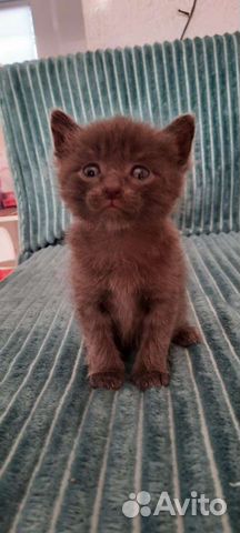 Турецкие ангоры