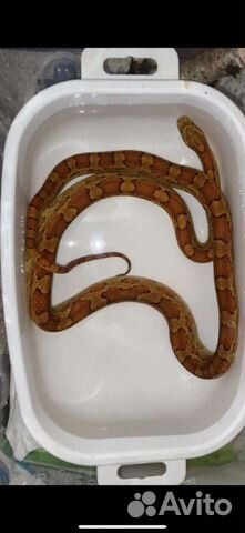 Моисовый полоз