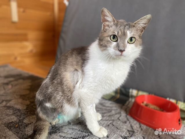 Кошки в добрые руки бесплатно