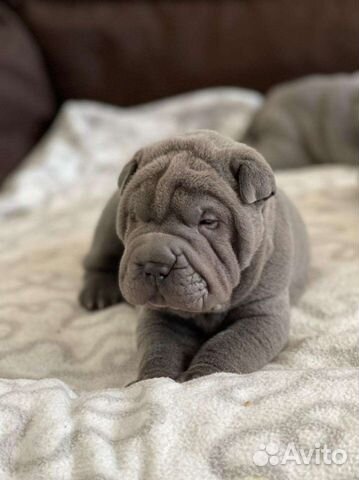 Щенки шарпей плюшевые