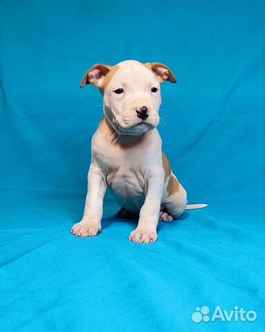 Щенки амстаффа