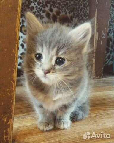 Кошечка в добрые руки