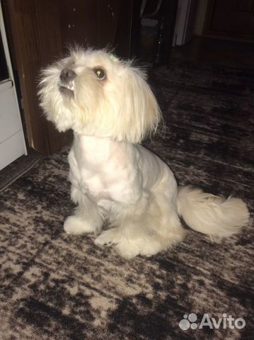 Мальтийская болонка продам