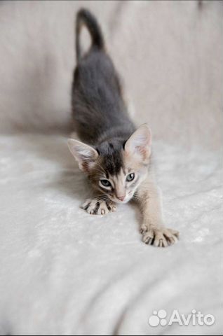 К продаже котята сомалийской породы