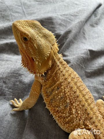 Агама самка