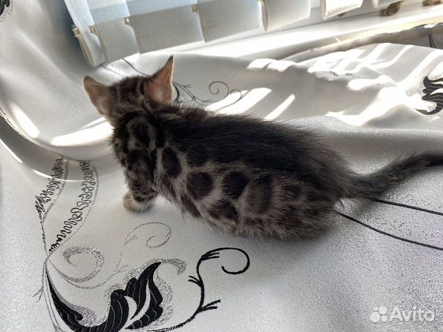 Бенгальские котята