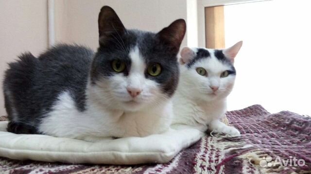 Котики братики в Добрые руки