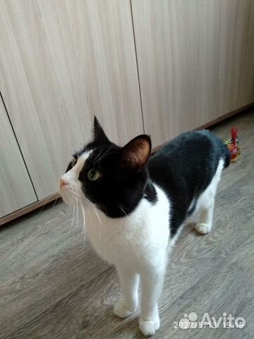 Котик в дар