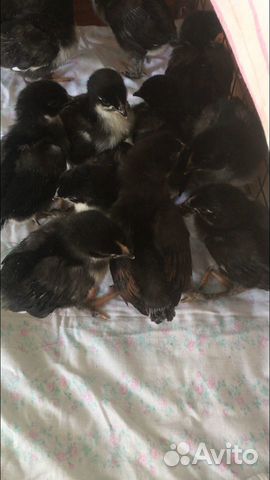 Цыплята Маран черномедный