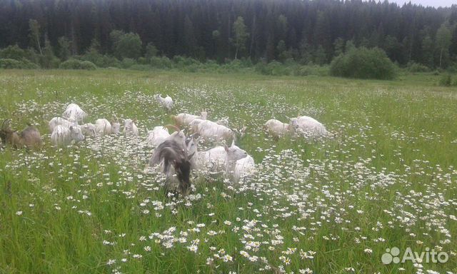 Свиноматки, гуси, козы