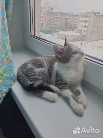 Котёнок вместе с вещами