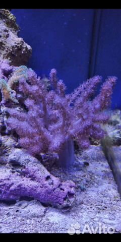 Морские кораллы Капнелла,Синулярия,Ксения