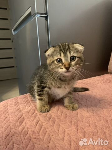 Породистая кошечка