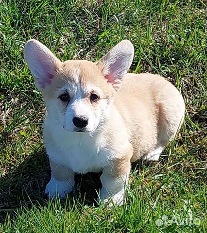Вельш Корги пемброк,щенки РКФ