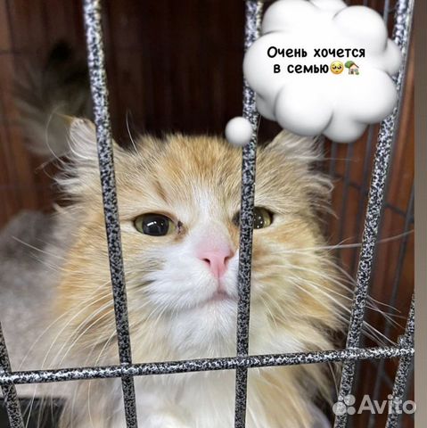 Кошечка в добрые руки