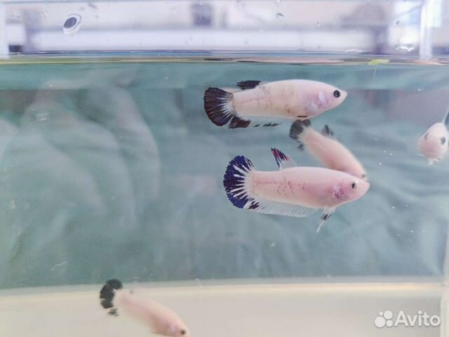 Самки петушка плаката курочки