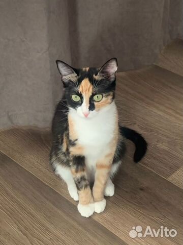 Нежная котодевочка