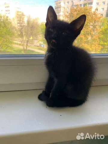 Черненькие котята девочки в дар 1,5 мес