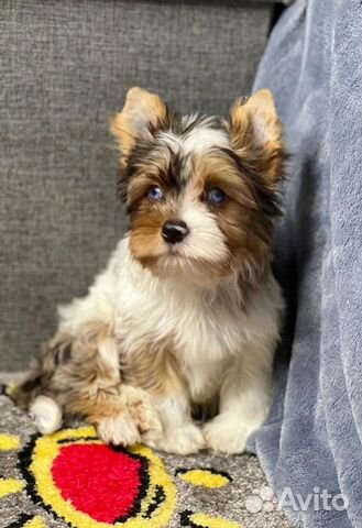 Мальчик блюберри