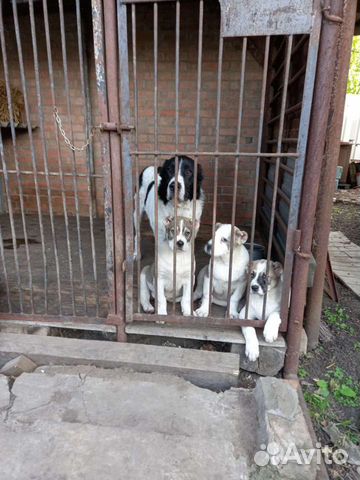 Собака