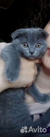 Британская вислоухая