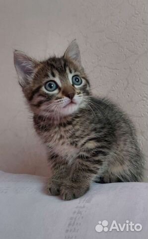 Котенок девочка 5 недель