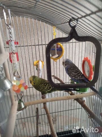 Волнистые попугайчики