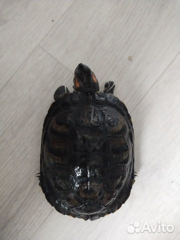 Красноухие черипахи