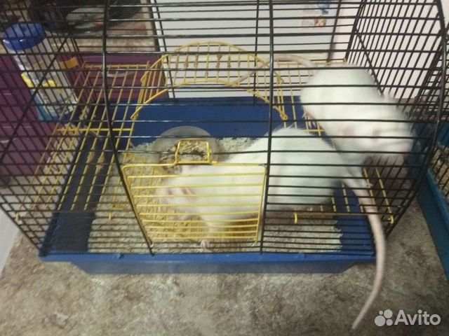 Крыски дамбо хаски