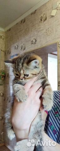 Экзотические котята