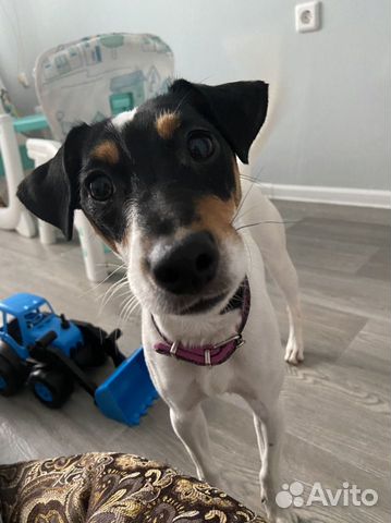 Джек Рассел терьер