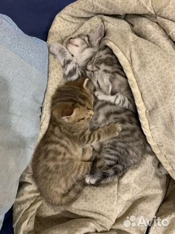 Британская кошка