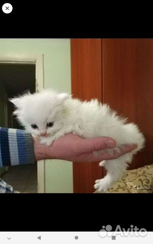 Котята в добрые руки бесплатно осталось двое