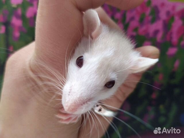 Декоративная крыса дамбо