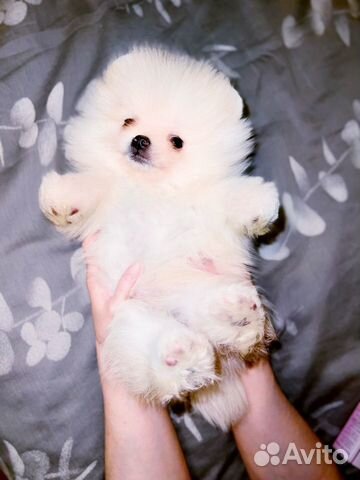 Шпиц мини мальчик