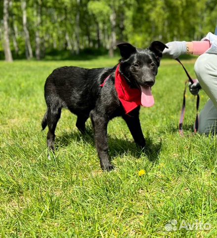 Щенок выжил, чтобы всю жизнь выживать в приюте